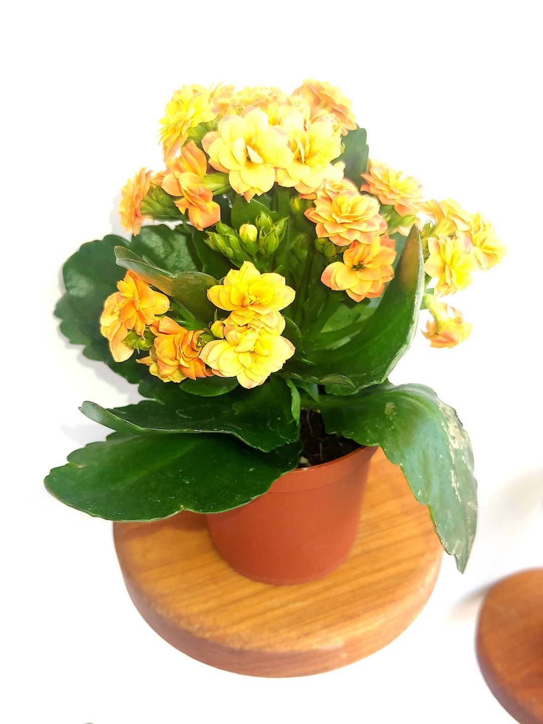 Wooden Floating Shelfplant Stand floating Plant - Etsy