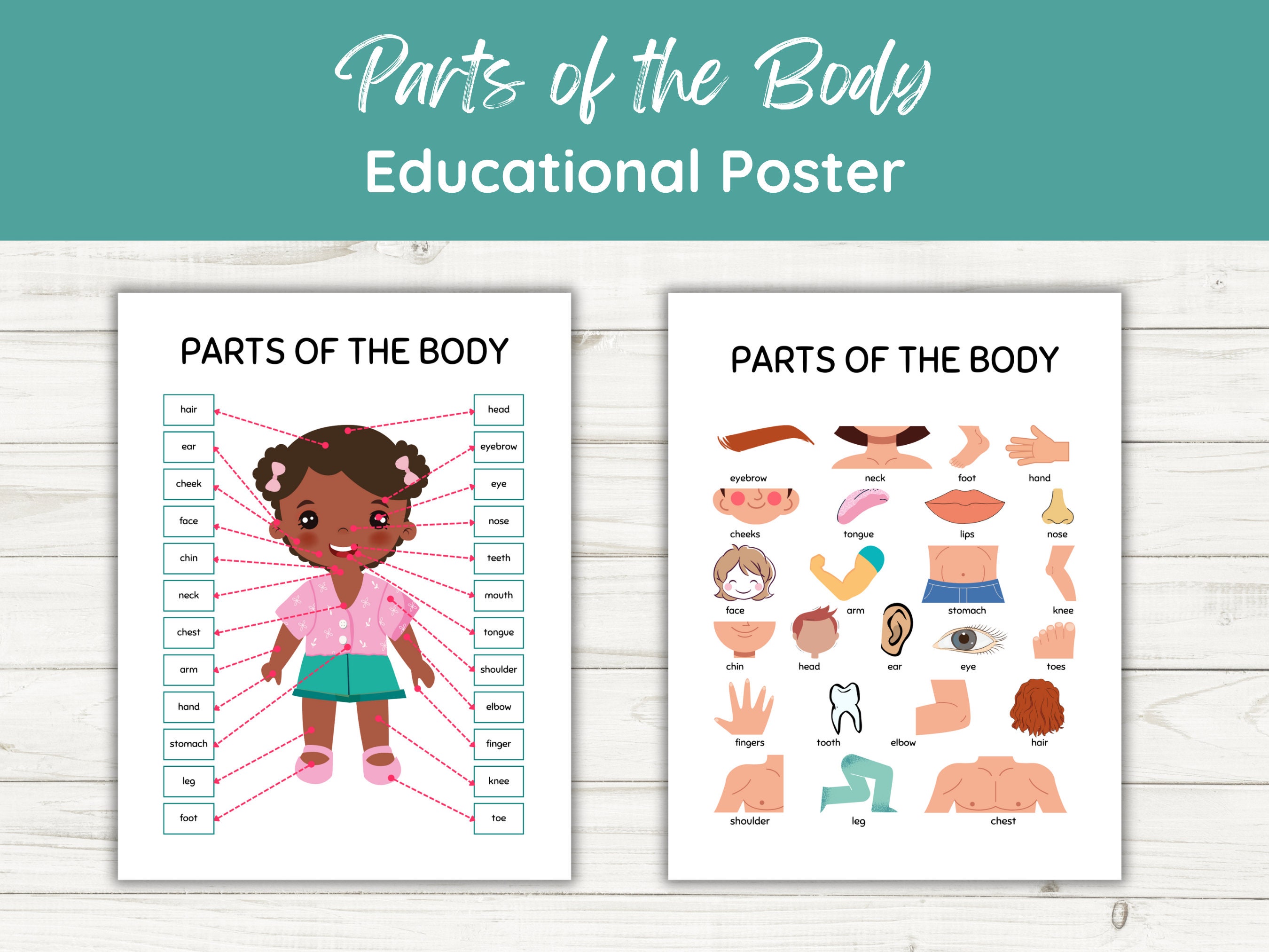Parts of the Body Educational Poster. Human Anatomy. Homeschool ...