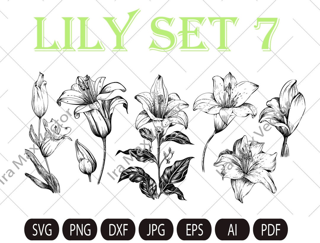 Lily Flower Svg, Lily Svg Bundle, Lily Svg, Hand Drawn Lily Svg, Flwer ...