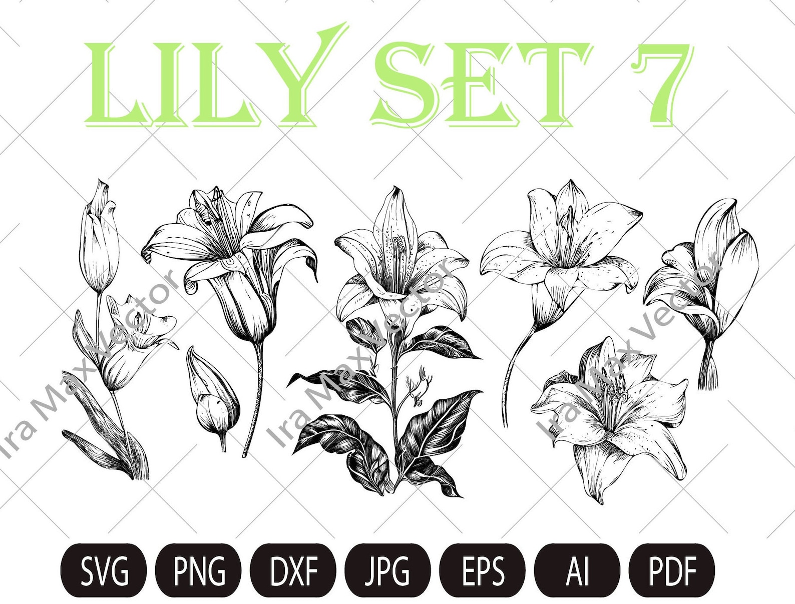 Lily Flower Svg Lily Svg Bundle Lily Svg Hand Drawn Lily - Etsy