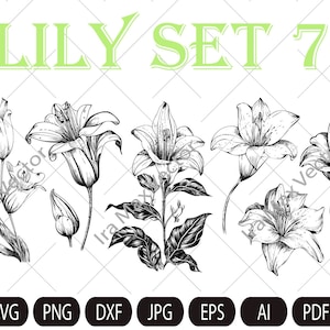 Lily Flower Svg, Lily Svg Bundle, Lily Svg, Hand Drawn Lily Svg, Flwer ...