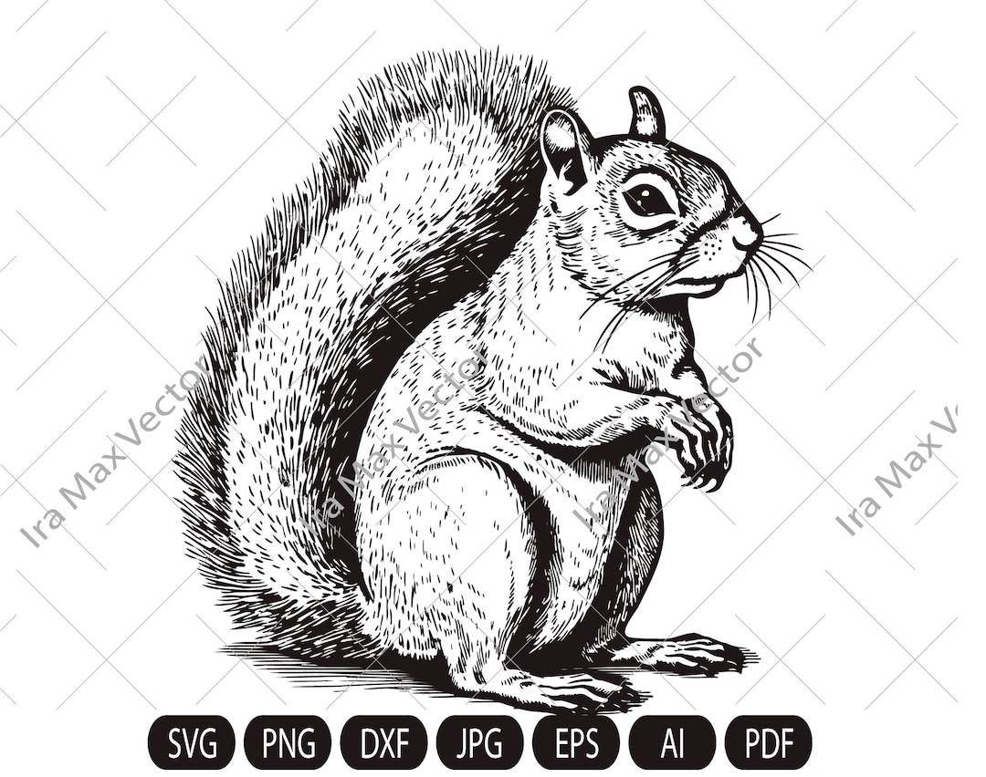 Squirrel SVG, Squirrel Shirt, Squirrel Png,squirrel Vector, Squirrel ...