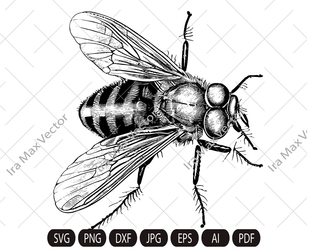 Fly Svg, House Fly Svg, Insect Svg, Fly Clipart, Fly Cut File, Fly ...