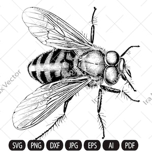 Fly Svg, House Fly Svg, Insect Svg, Fly Clipart, Fly Cut File, Fly ...
