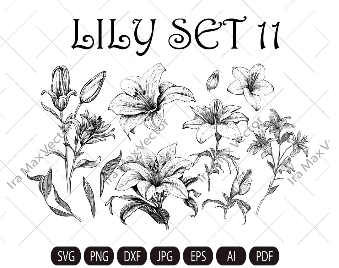 Lily Flower Svg, Lily Svg Bundle, Lily Set Svg, Hand Drawn Lily Svg ...