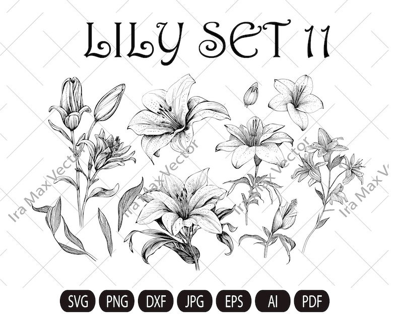 Lily Flower Svg Lily Svg Bundle Lily Set Svg Hand Drawn - Etsy
