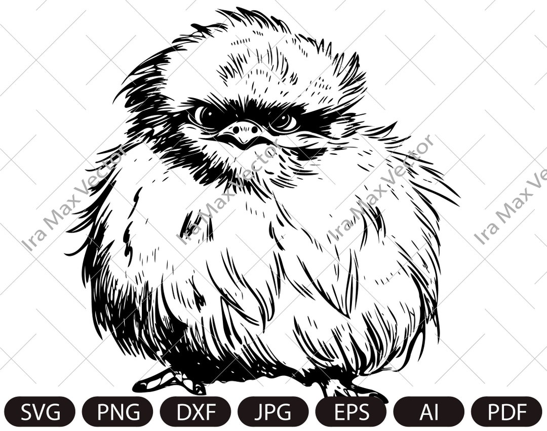 Silkie Hen,angry Birds, Silk Rooster,silkie Bird ,FUNNY SILKIE HEN ...
