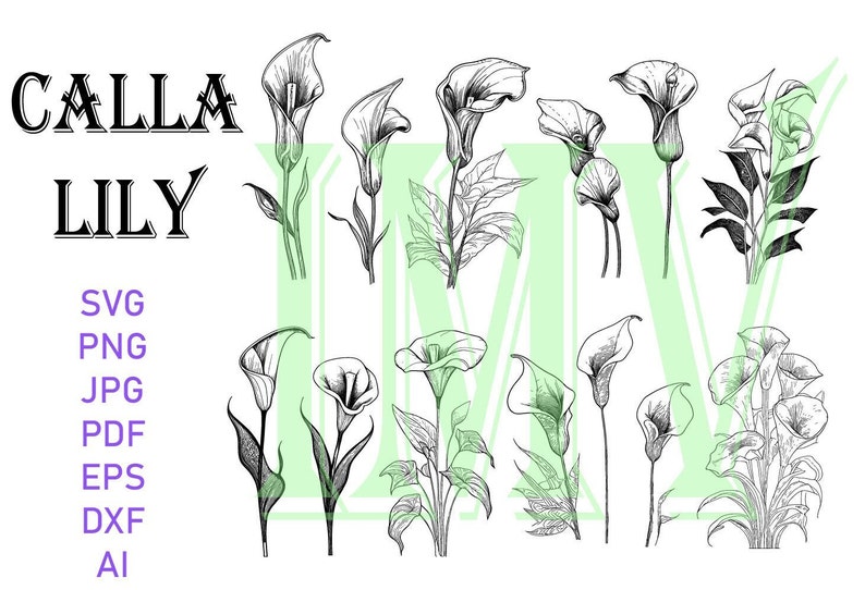 Calla Lily SVG, Callas Flower SVG Bundle, Botanical Clipart PNG, Calla ...