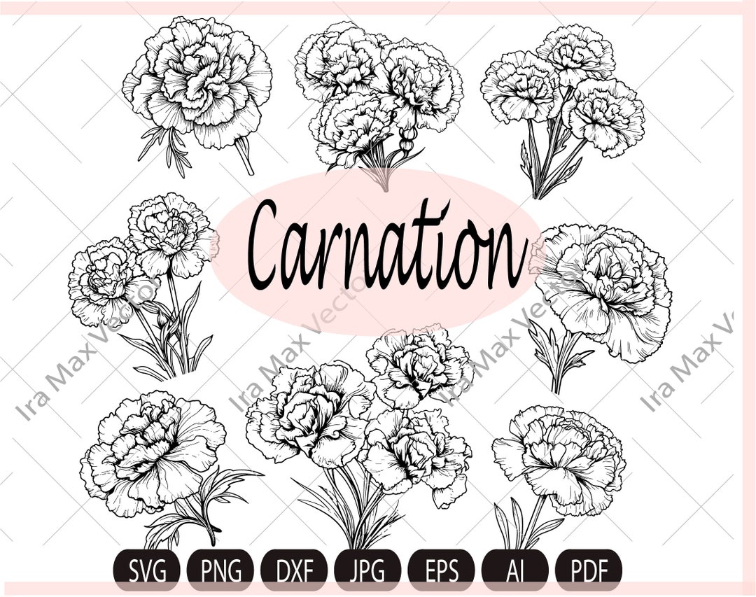 Carnation Flower Svg,carnations Svg,carnation Hand Drawn,carnation ...