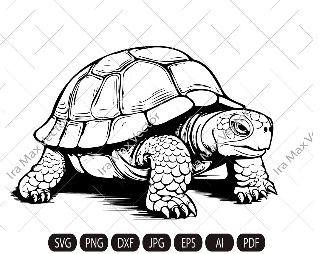 Tortoise SVG, Tortoise Clipart, Hand Drawn Tortoise Vector Illustration ...