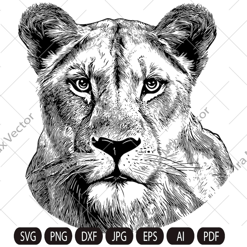 Lioness Face Drawing - Etsy UK