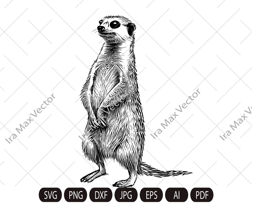 Meerkat SVG, Cute Meerkat Detailed, Meerkat Standing, Safari Animals ...
