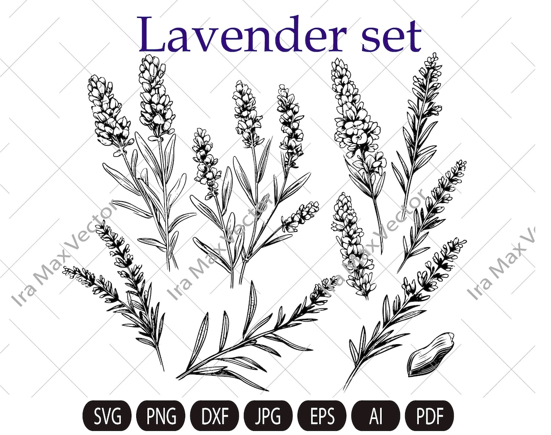 Lavender Svg, Lavender Svg File, Lavender Cut File, Lavender Line ...
