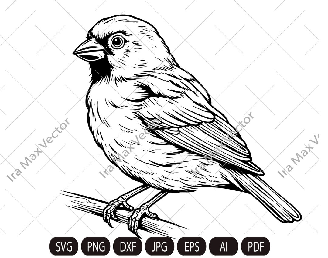 Canary SVG, Canary Bird Svg, Canary, Canary Png, Canary Clipart, Canary ...