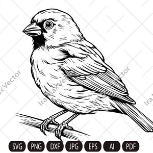 Canary SVG, Canary Bird Svg, Canary, Canary Png, Canary Clipart, Canary ...