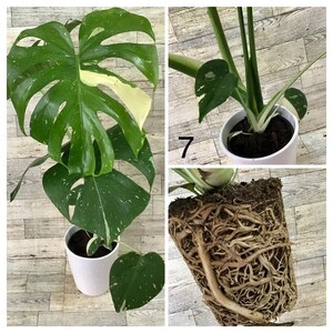 Variegated Monstera Thai Constellation Rooted Plant/ - Etsy