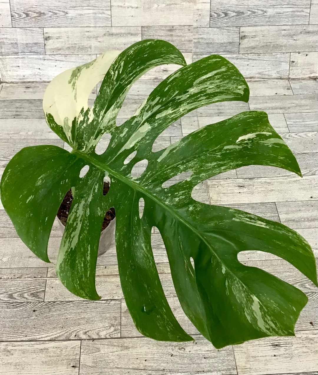 Variegated Monstera Albo One Leaf/ 2 Leaves/ Unrooted/bare Rooted /node ...