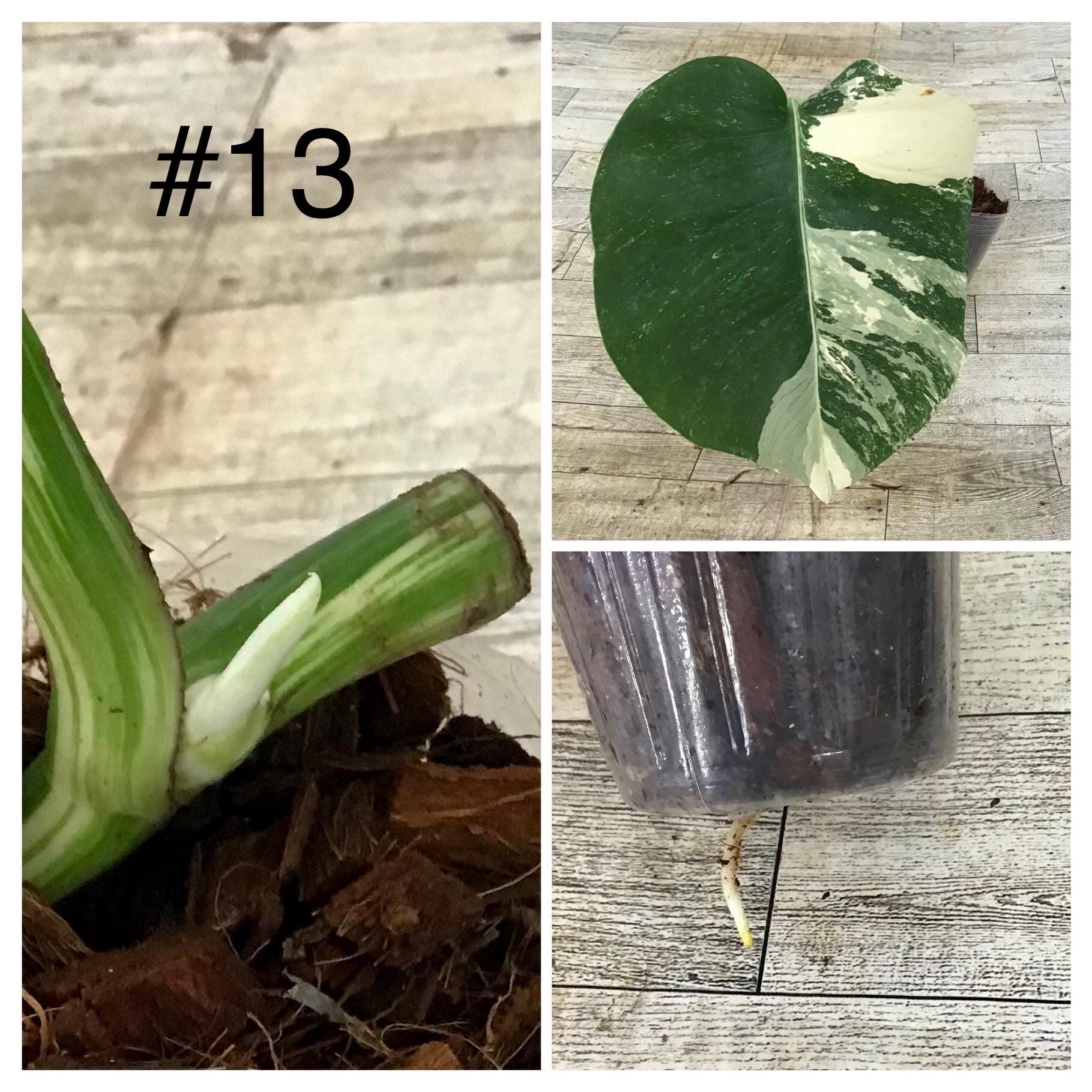High Variegated Monstera Albo Cutting/ Plant/ Rooted/ Bare Rooted/ Node ...