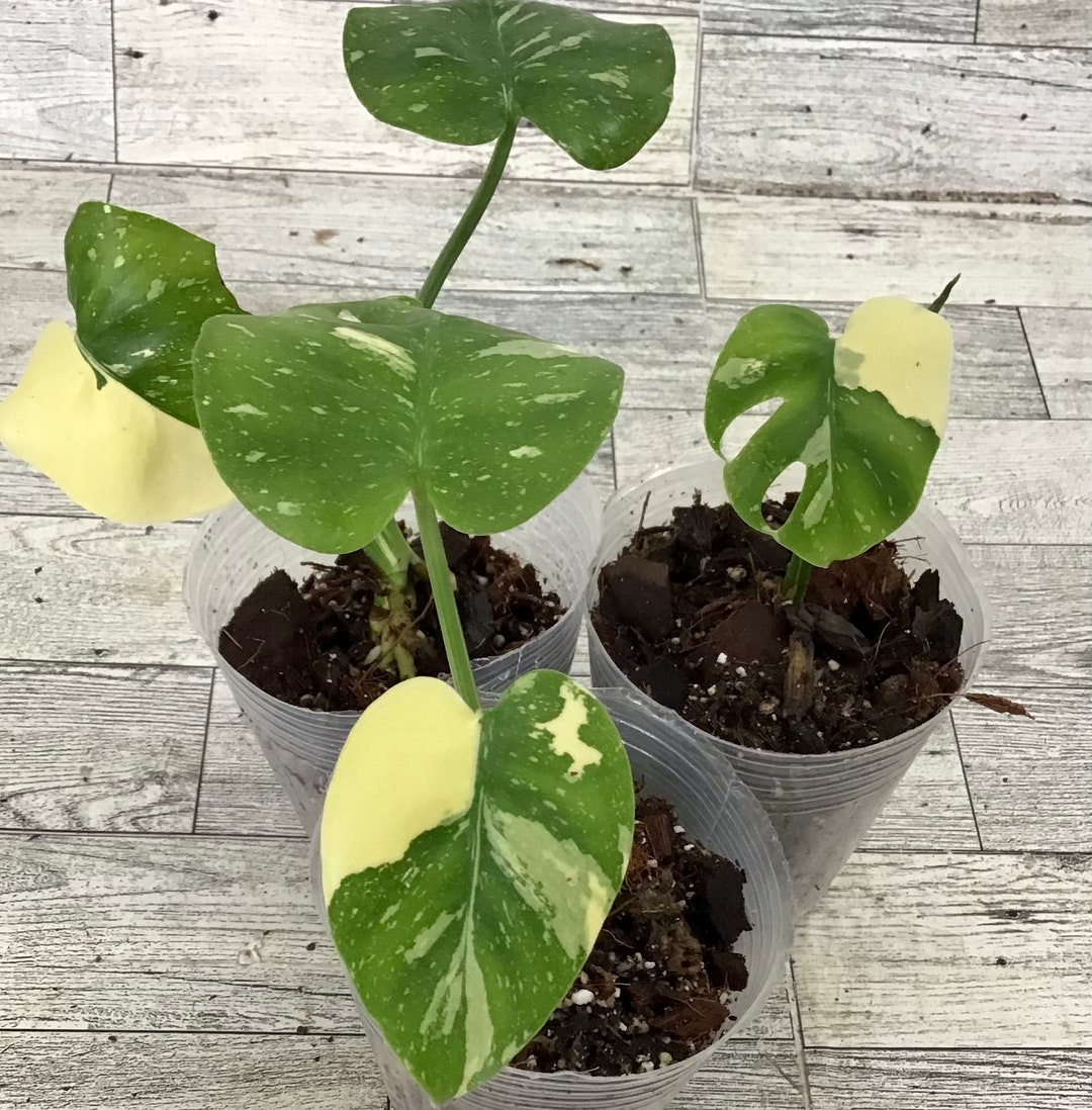 Variegated Monstera Thai Constellation Rooted Plant - Etsy