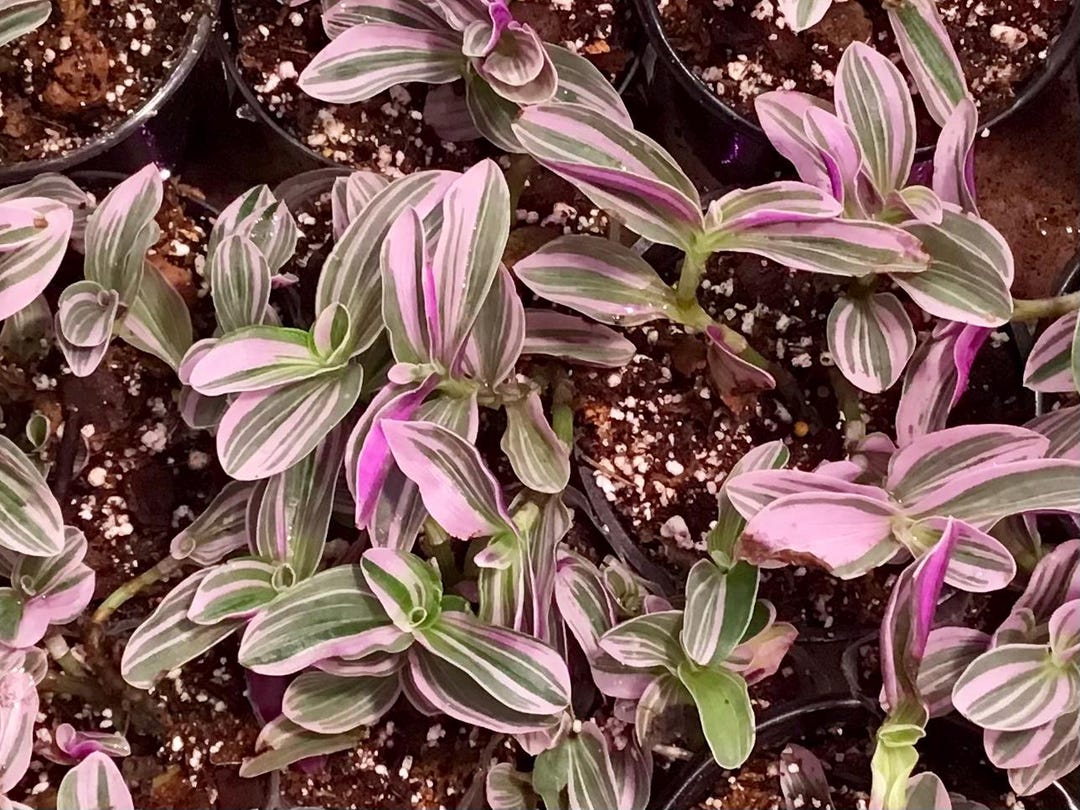 Tradescantia 'nanouk. growers Choice. 3 to 4 Rooted Cuttings in a 2.5 ...