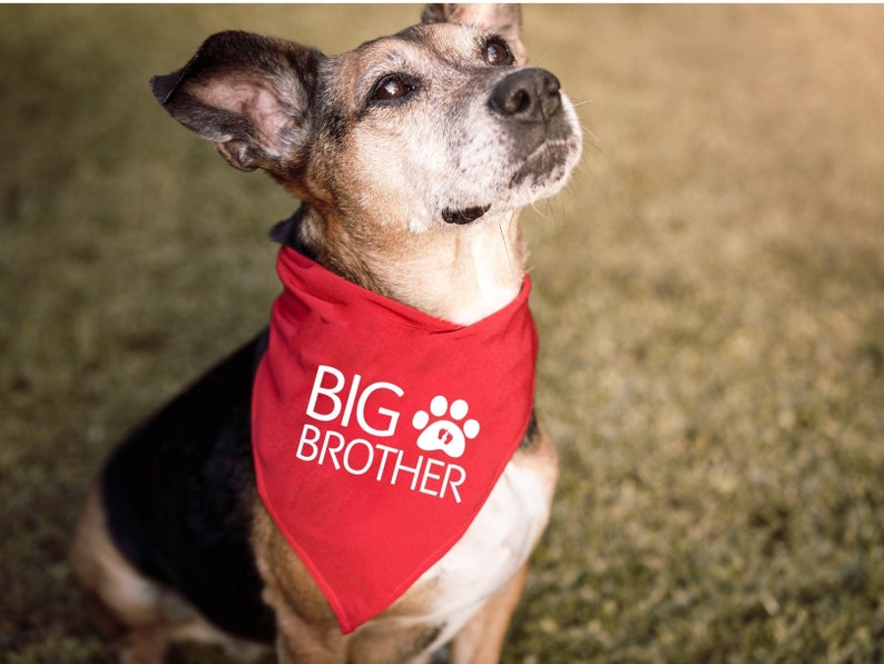 Big Brother Dog Bandana PNG, Big Sister Dog Bandana PNG, Baby ...