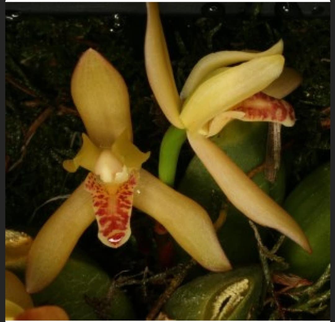 MAXILLARIA Rufescens 'YELLOW' Orchid Indoor and Office Plantwithout ...