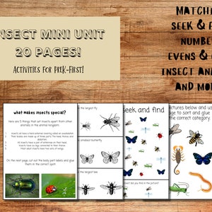 Insect Mini Unit for Prek-first - Etsy