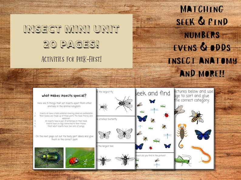 Insect Mini Unit for Prek-first - Etsy