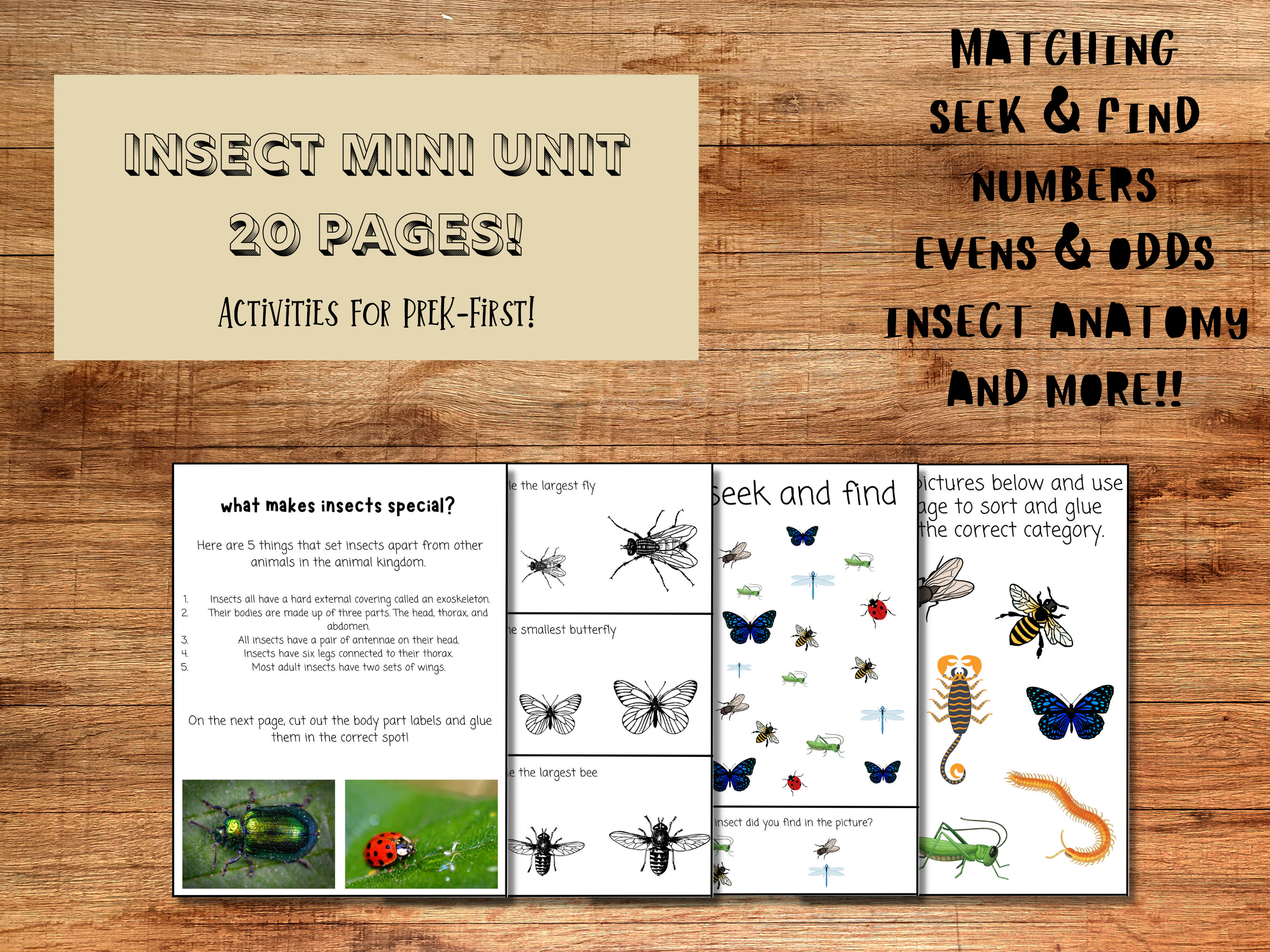 Insect Mini Unit for Prek-first - Etsy