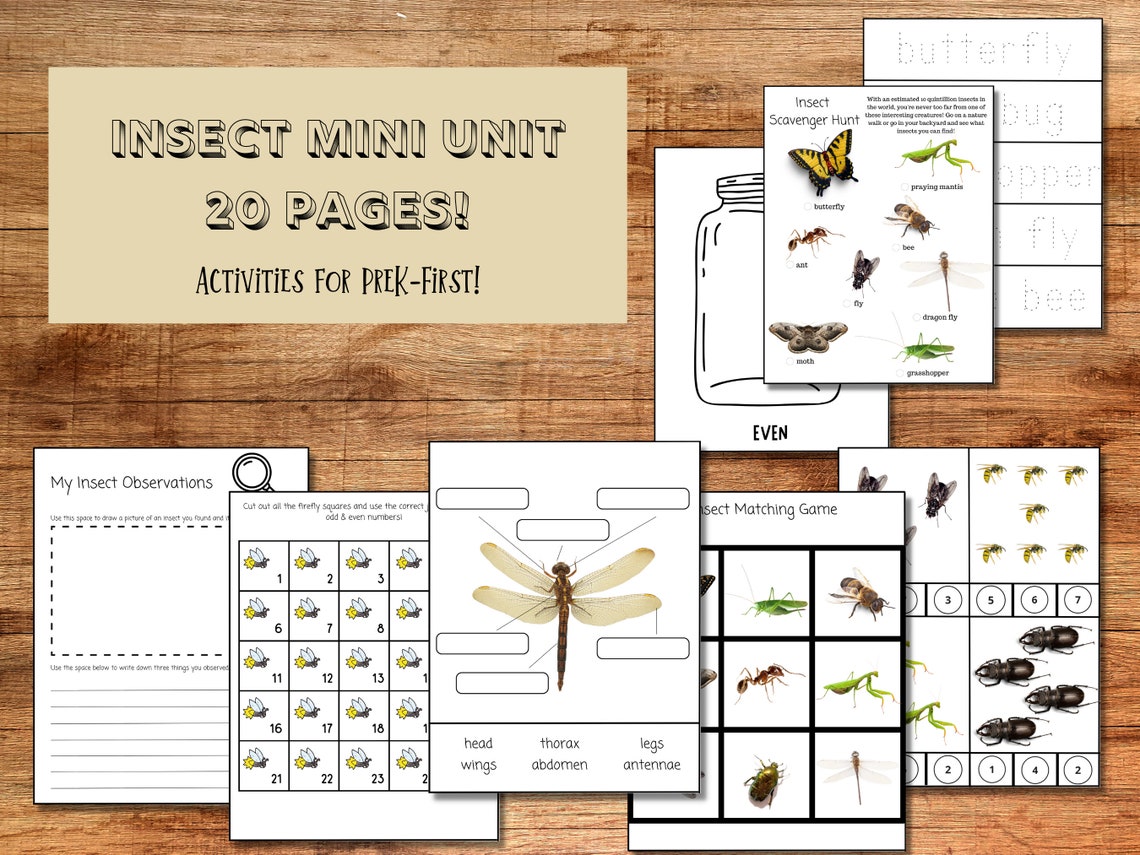 Insect Mini Unit for Prek-first - Etsy