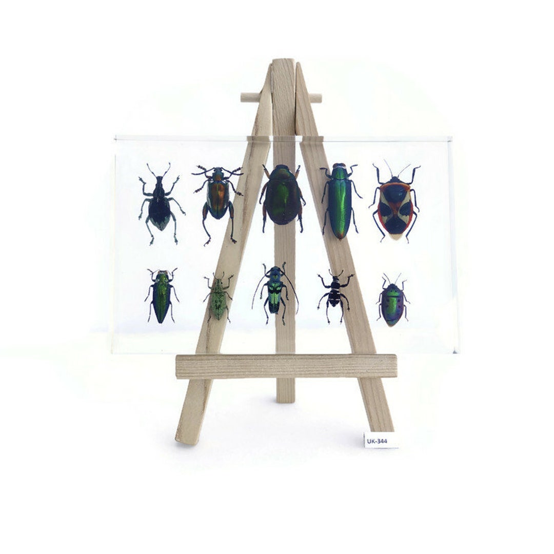 Mixed Bugs in Resin Block, Jewel Beetle, Eupholus, Flower Beetle, Stag ...
