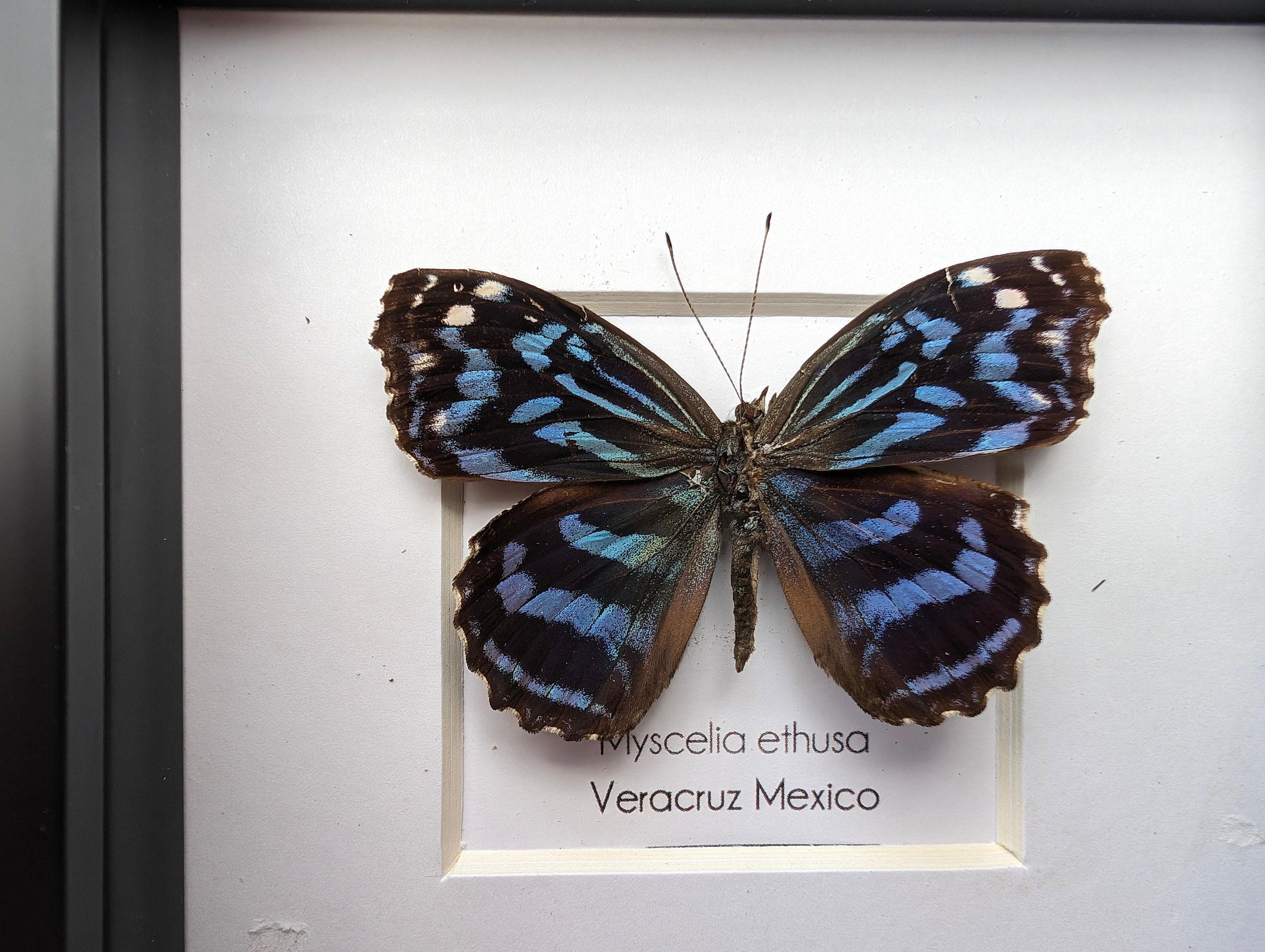 Myscelia Ethusa, the Mexican Bluewing or Blue Wing, Taxidermy Butterfly ...