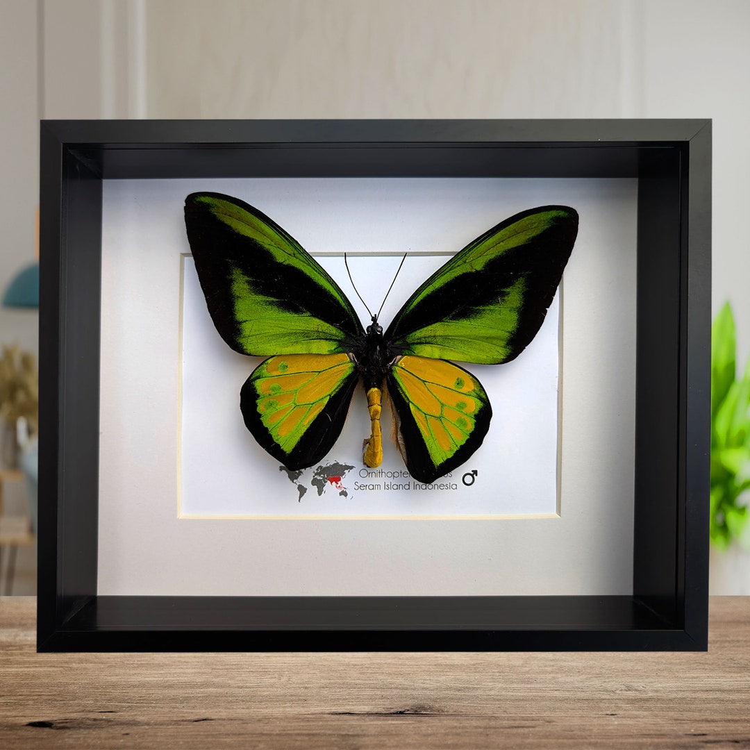 Ornithoptera Goliath Procus, Goliath Birdwing, Green Birdwing ...