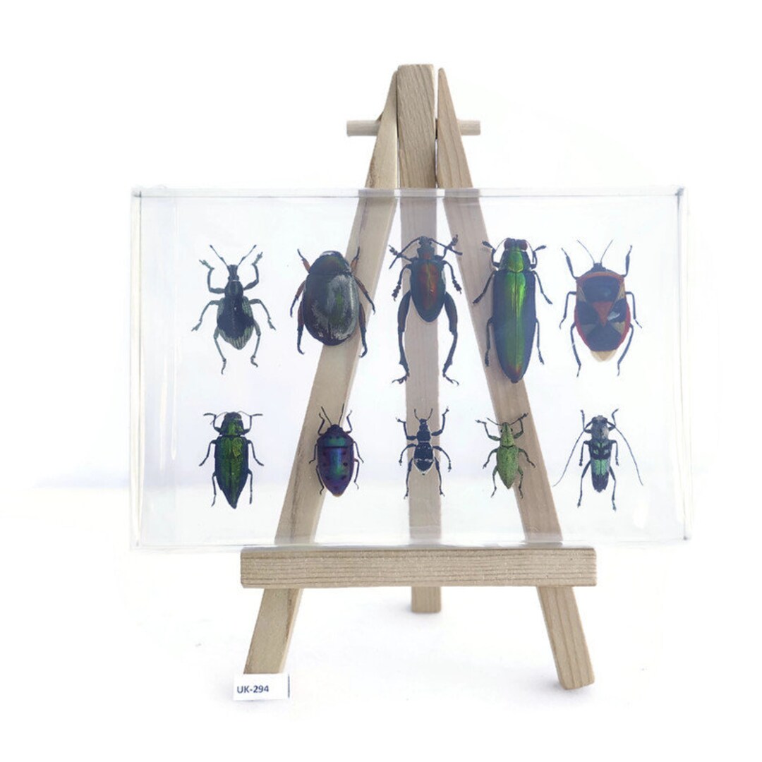 Mixed Bugs in Resin, Gift Box, Insect Collection, Taxidermy Present ...