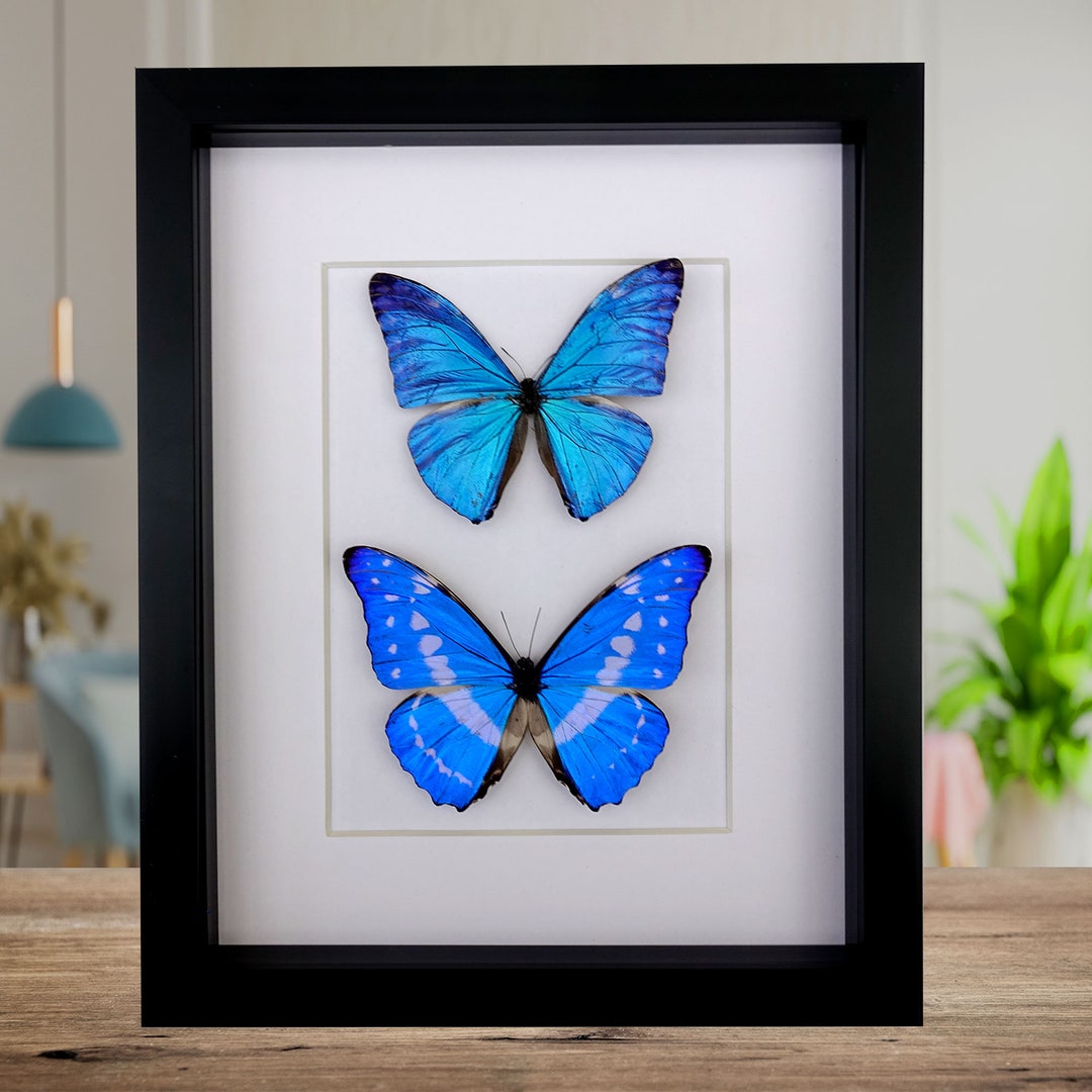 Combo Morpho, Morpho Adonis, Morpho Cypris, the Cypris Morpho, Iridescent Blue Butterfly, Frame ...