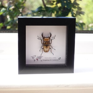 Homoderus Mellyi, Rare Red Colored Stag Beetle , From Cameroon, Frame 4 ...