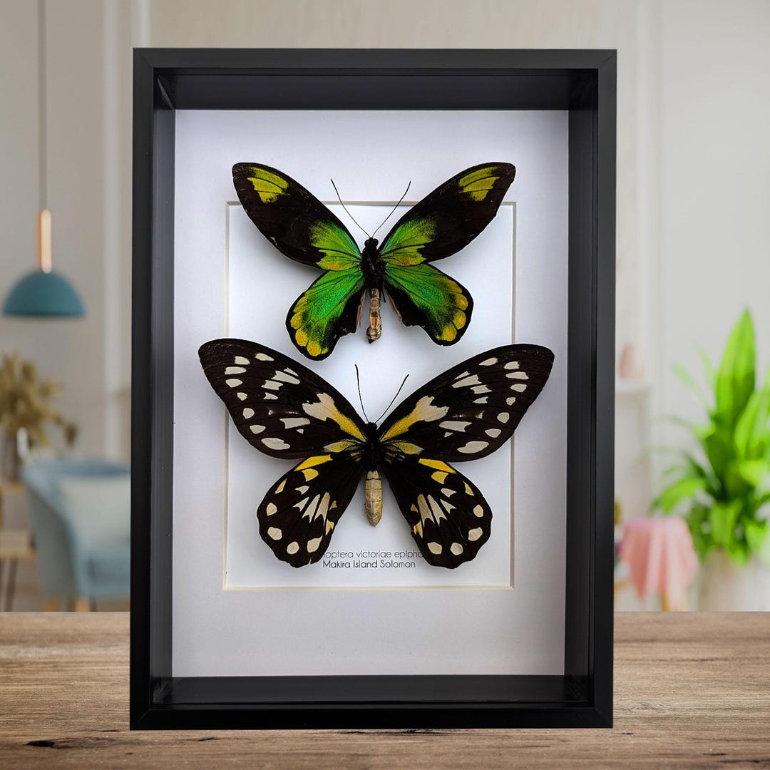 Ornithoptera Victoriae Epiphanes Pair, Rare Queen Victoria's Birdwing ...