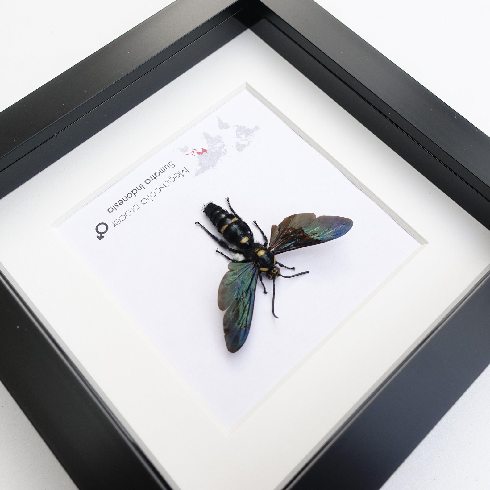 Framed Giant Scoliid Wasp Taxidermy: Entomology Wall Art - Etsy