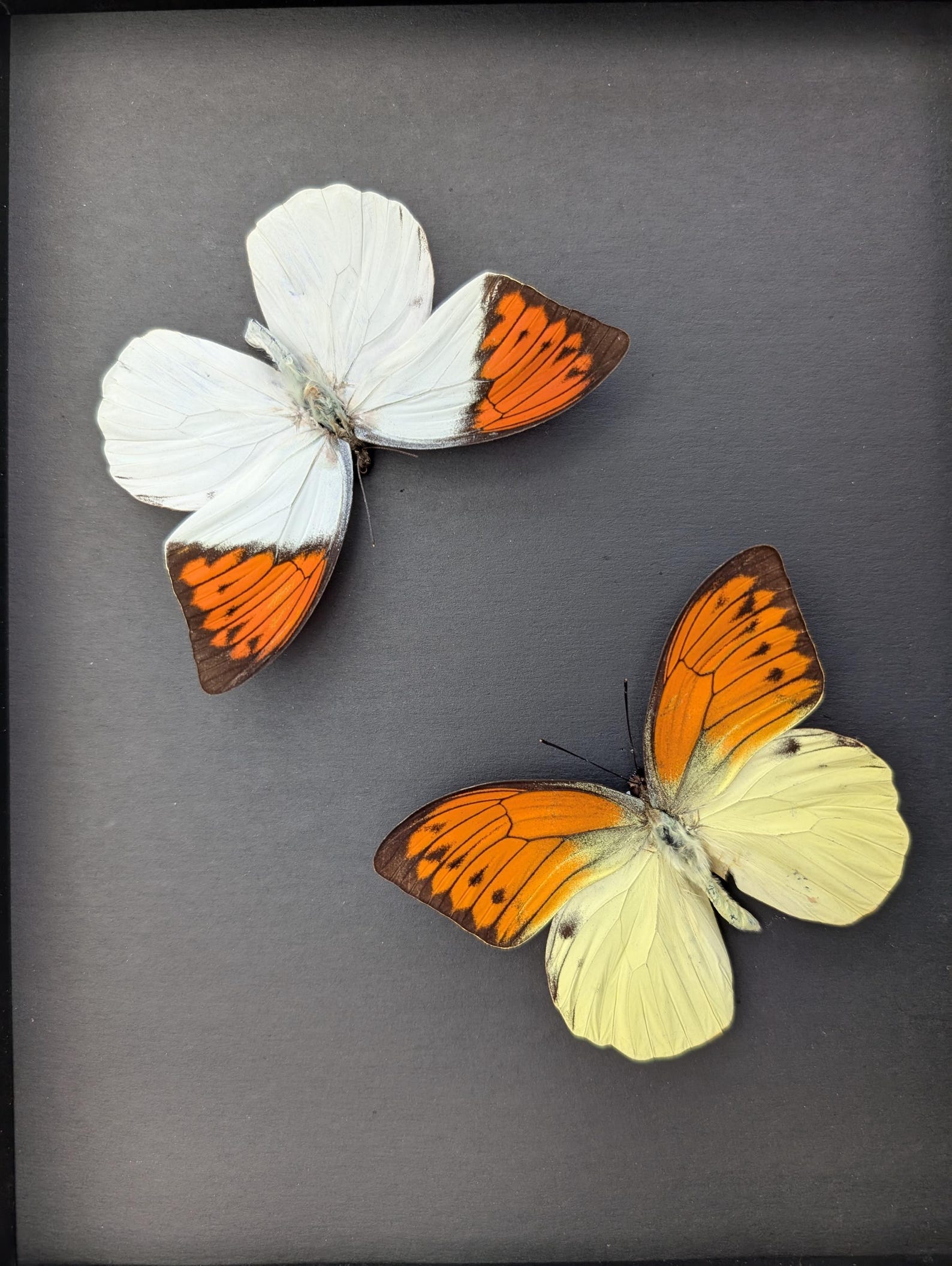 Framed Brimstone Wing Butterfly Set: Yellow & Orange Indonesian Display ...