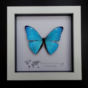 Morpho Marcus Adonis, the Adonis Morpho, the Adonis Butterfly, Big Blue ...