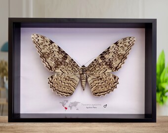 Real Giant White Witch Moth Framed Taxidermy Thysania Agrippina 7.55 ...