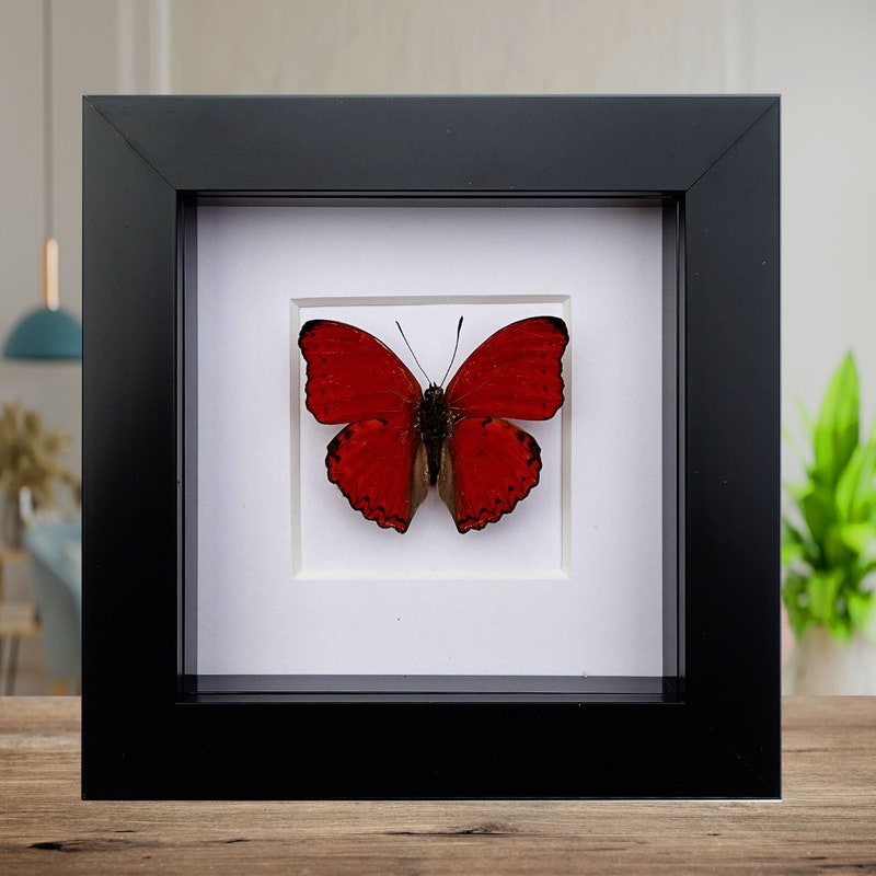 Red Butterfly - Etsy