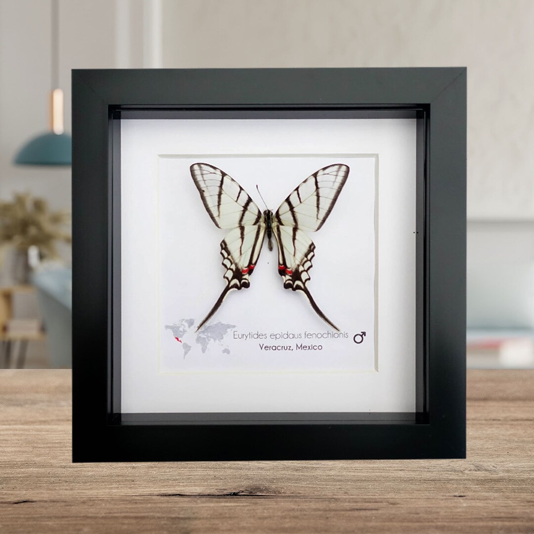 Eurytides Epidaus Fenochionis, Mexican Kite Swallowtail, Long-tailed ...