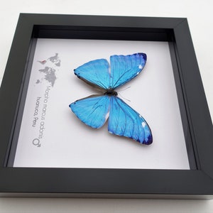 Morpho Marcus Adonis, the Adonis Morpho, the Adonis Butterfly, Big Blue ...