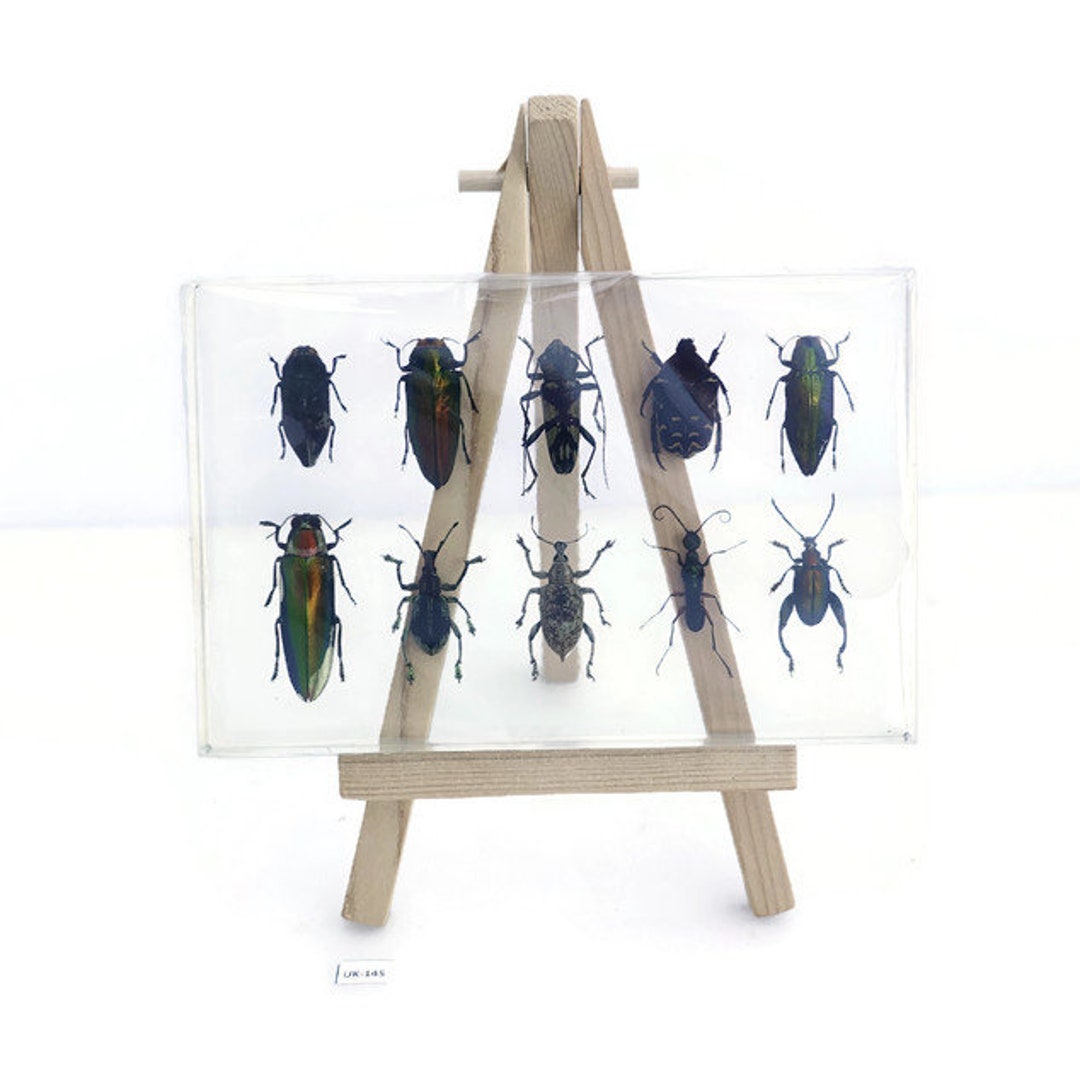 Mixed Bugs in Resin, Gift Box, Insect Collection, Taxidermy Present ...