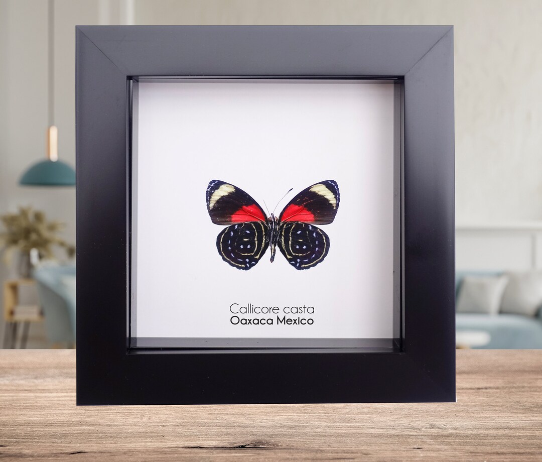 Callicore Casta, Astarte Eighty-eight, Butterfly From Peru, Front Side ...