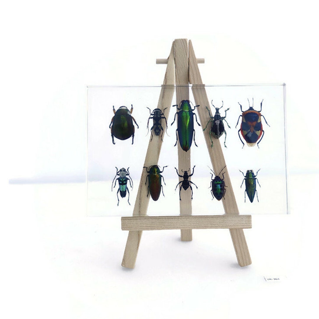 Mixed Bugs in Resin, Gift Box, Insect Collection, Taxidermy Present ...