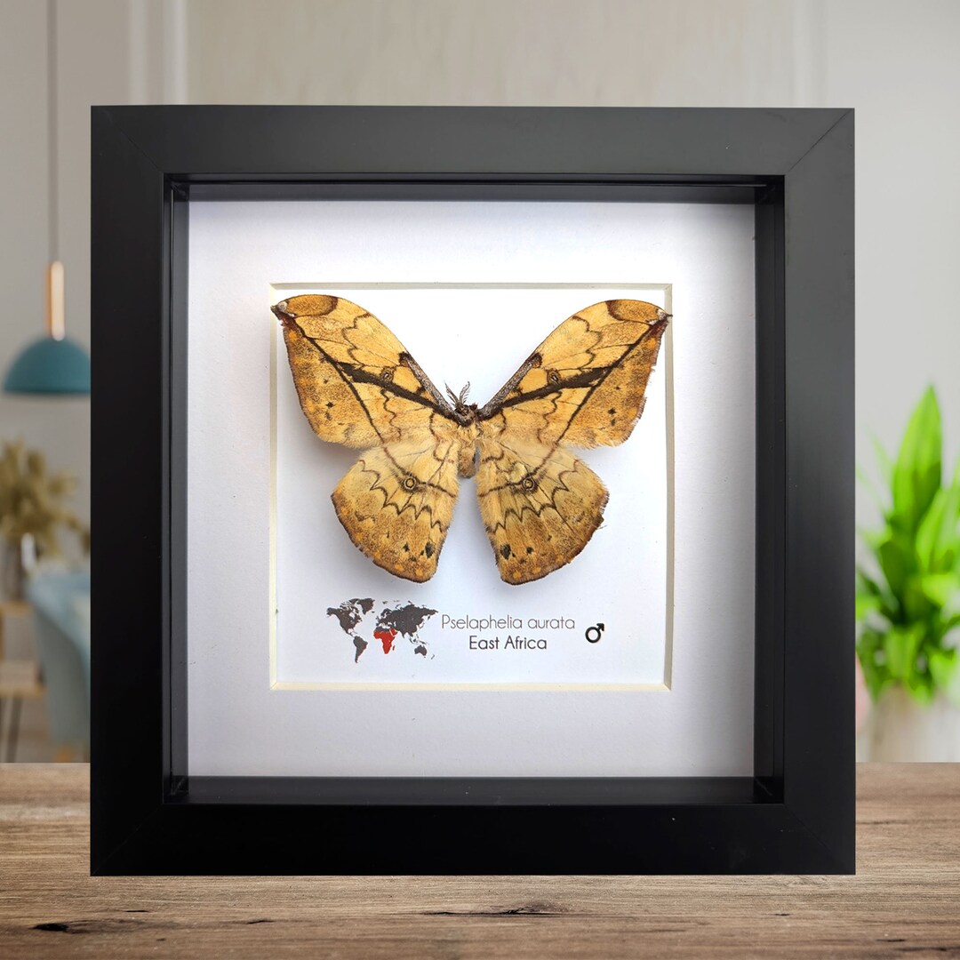 Pselaphelia Aurata, African Moth, Taxidermy Present, Entomology Gift ...