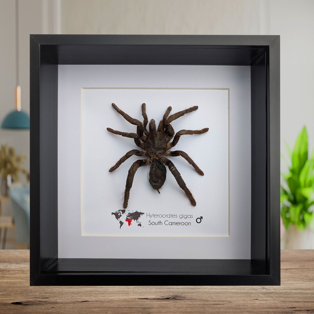 Hysterocrates Gigas, Cameroon Red Baboon Spider, Giant Tarantula From ...