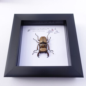 Homoderus Mellyi, Rare Red Colored Stag Beetle , From Cameroon, Frame 4 ...